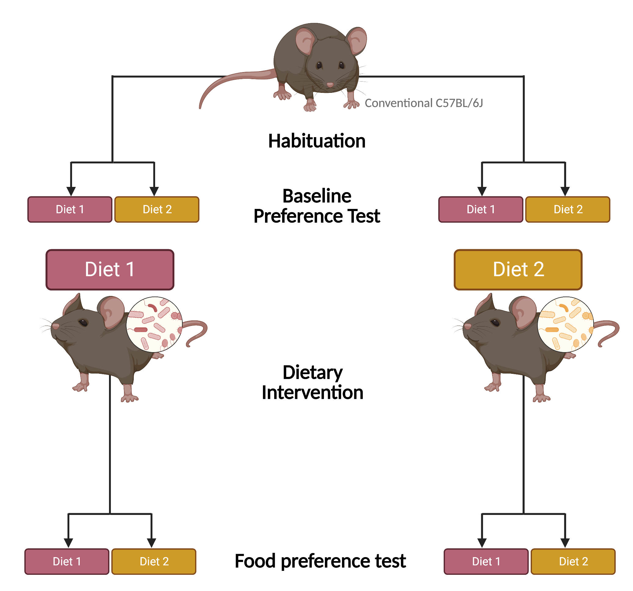 Westernization of diet on subsequent eating behavior | Yi Jia Liow